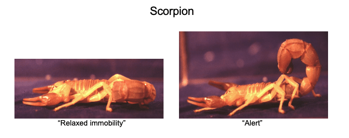 Do Insects Sleep? » Center for Environmental Therapeutics